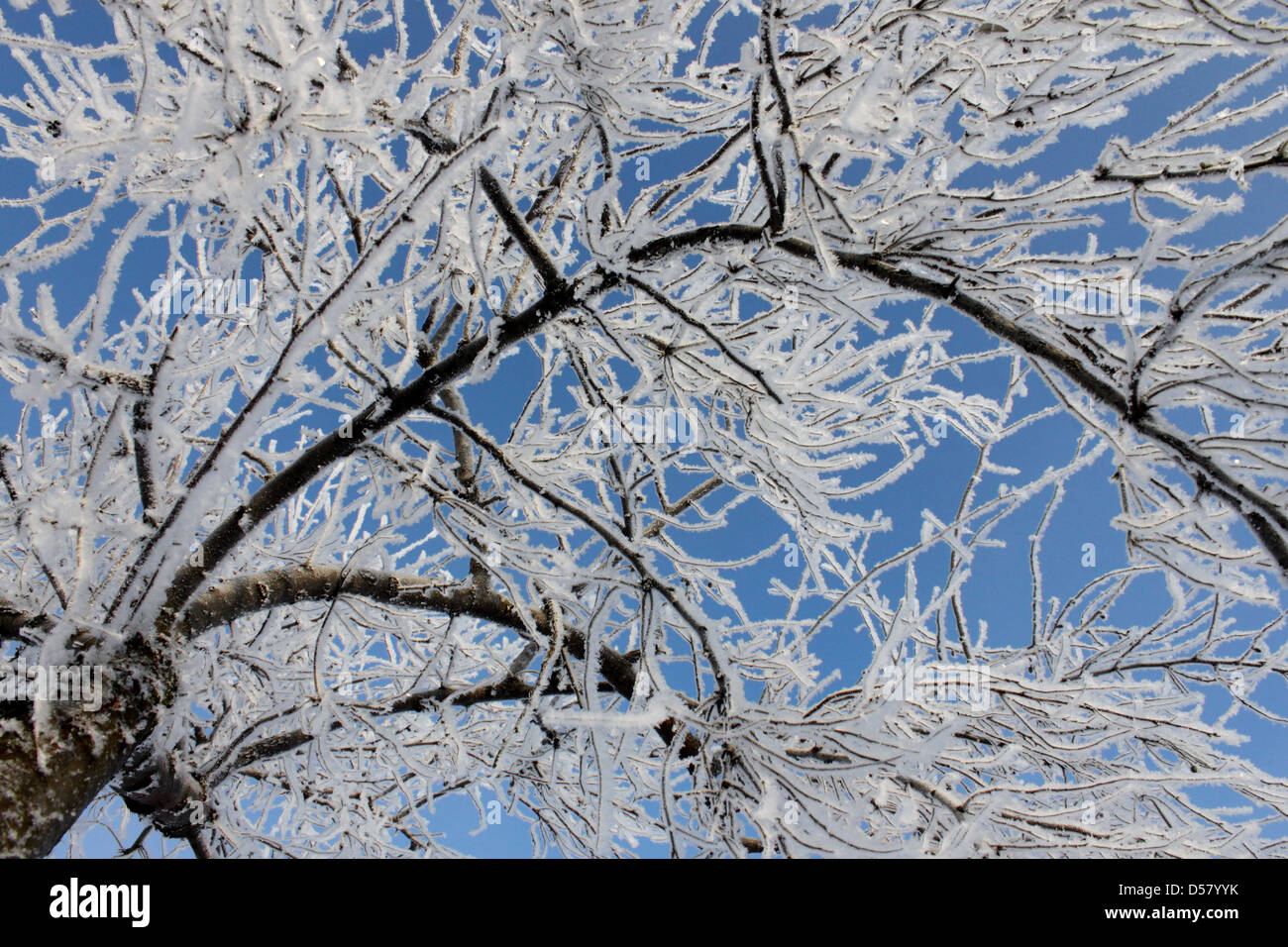 branches of tree covered with hoarfrost Stock Photo - Alamy