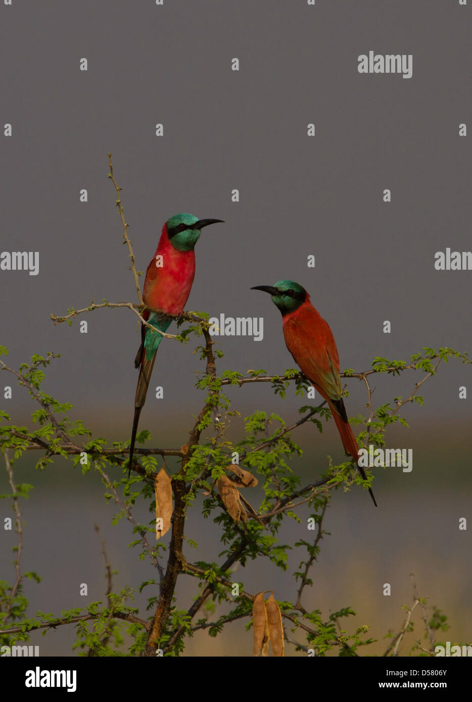 Two Northern Carmine Bee-eaters (Merops nubicus Stock Photo - Alamy