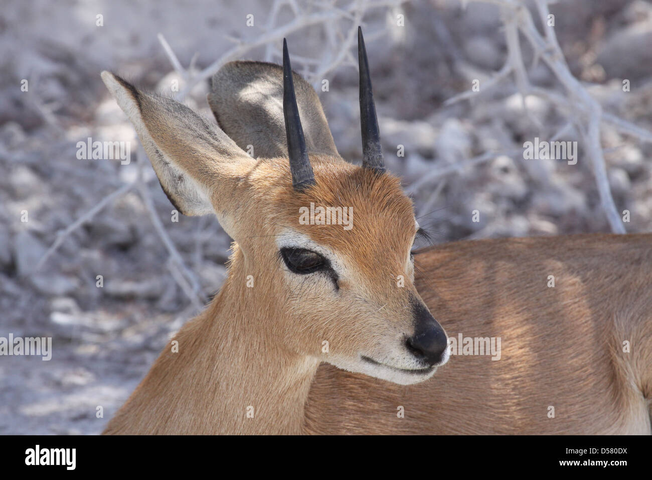 Steenbok lying down in Etosha National Park, Namibia, south Africa ...