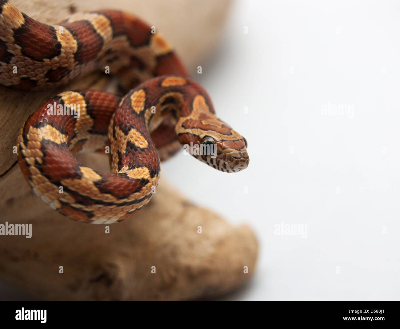 Snake s shape hi-res stock photography and images - Alamy