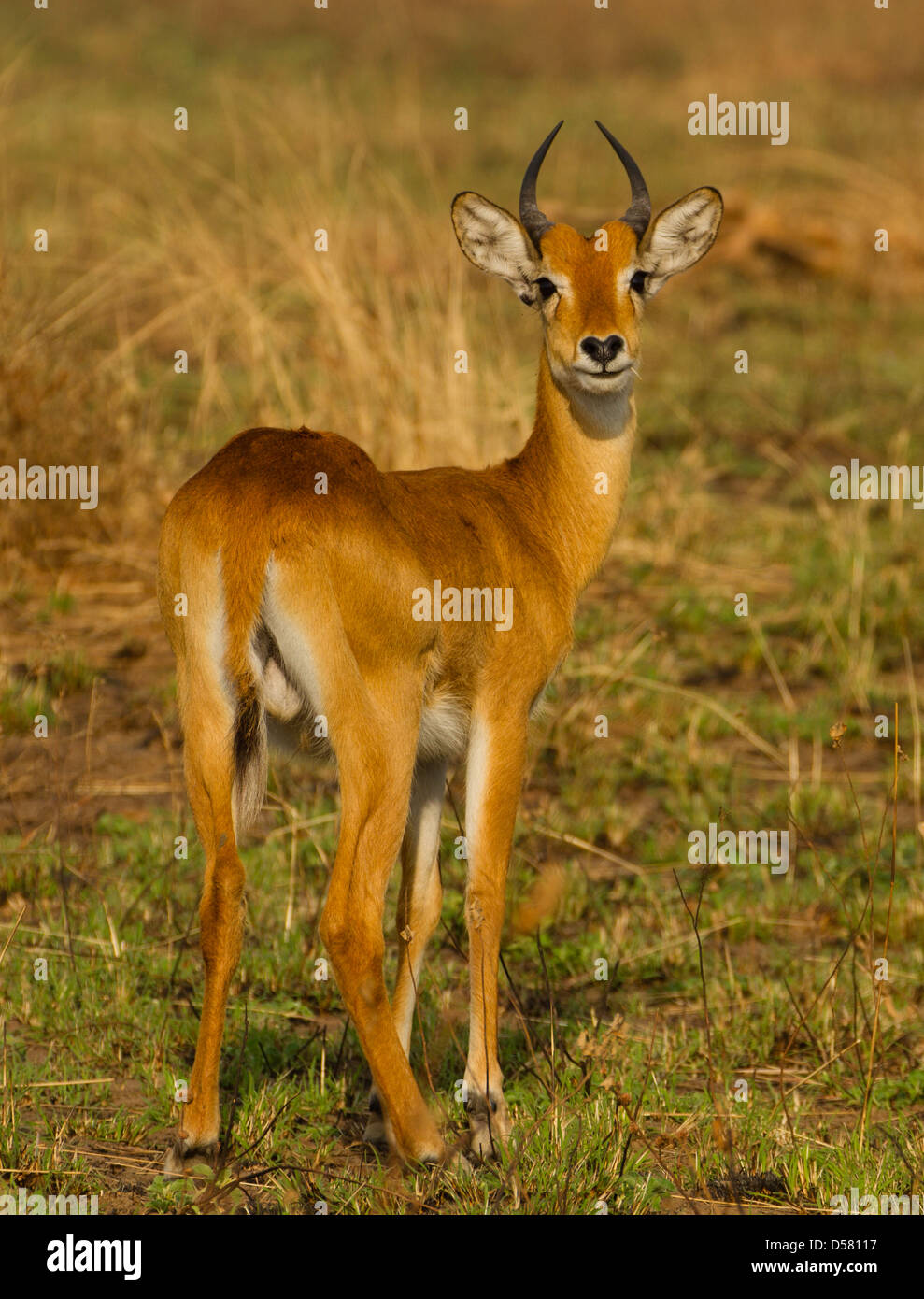 Kobus kob hi-res stock photography and images - Alamy