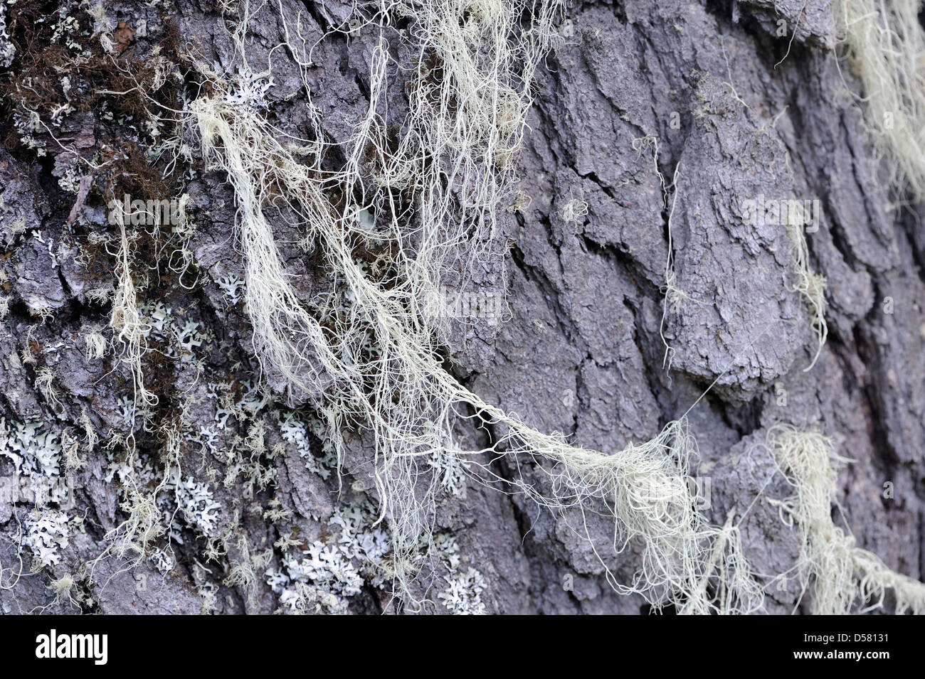 Lichens hanging on a tree trunk. Tierra del Fuego National Park ...