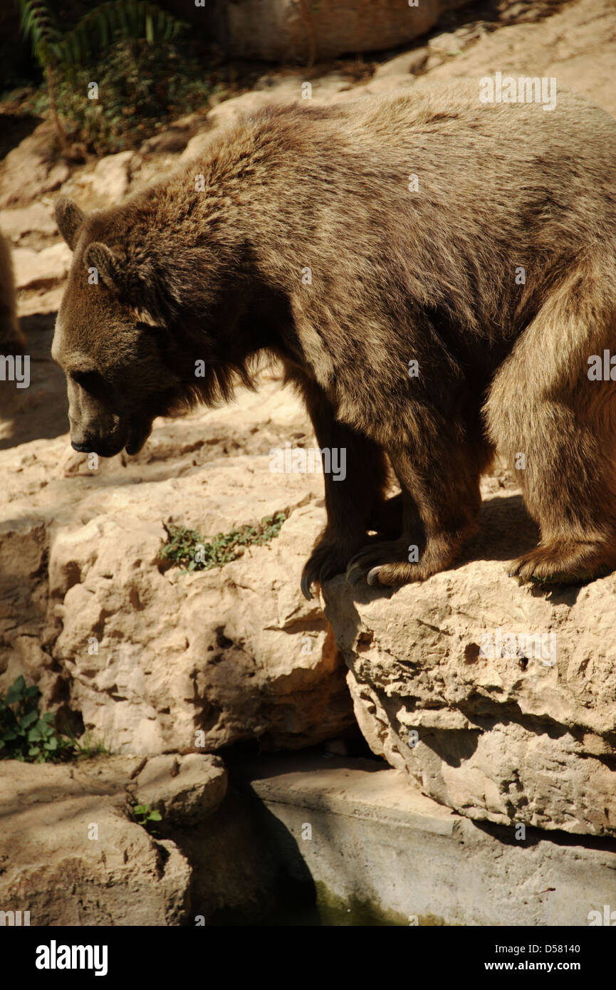 Caniforms hi-res stock photography and images - Alamy