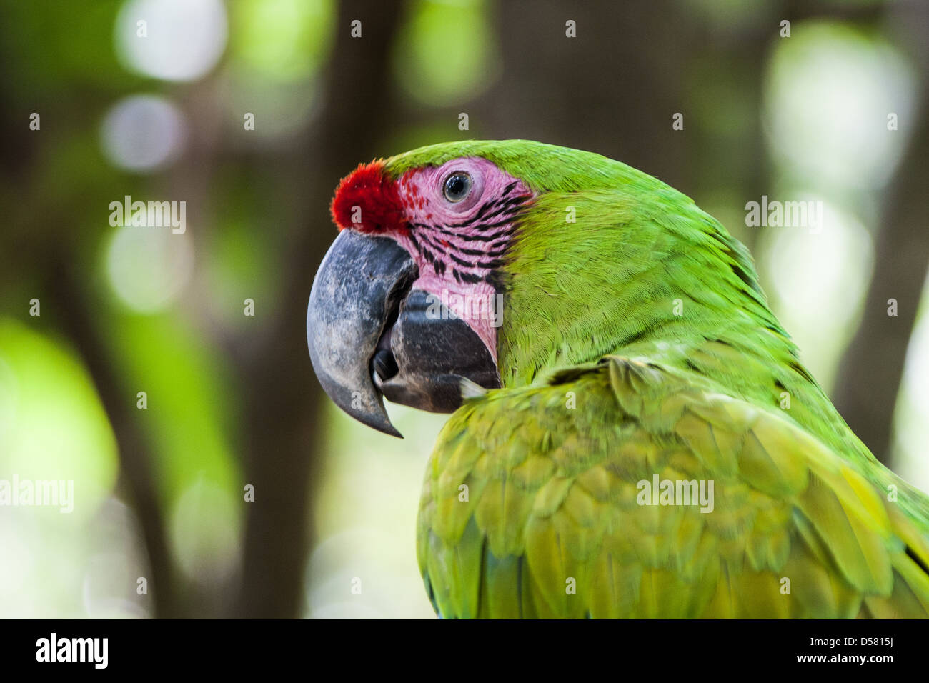 Picture taken in Roatan, Honduras Stock Photo - Alamy
