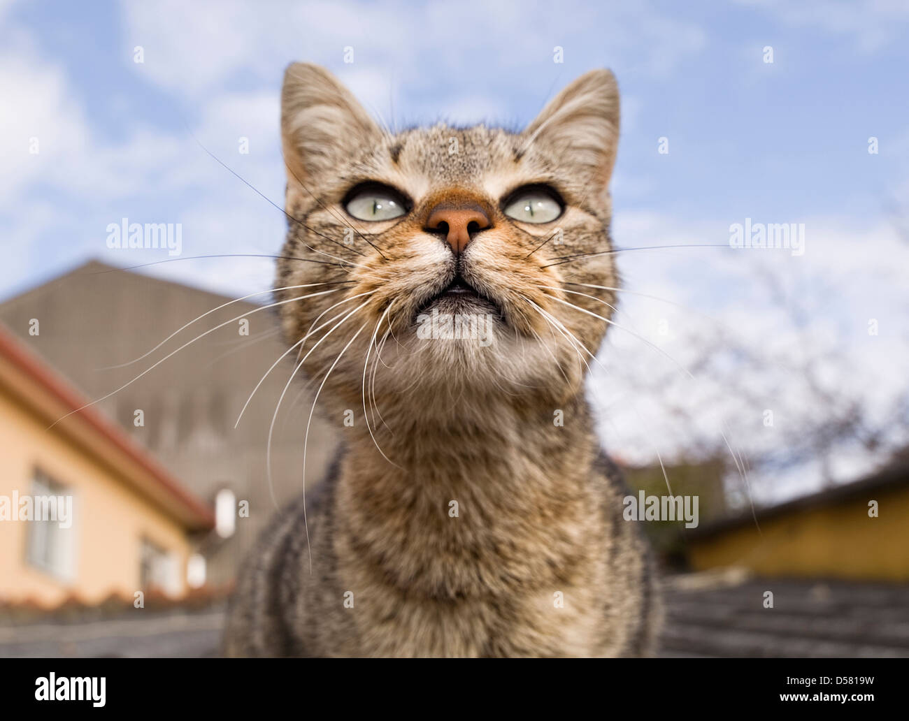 Funny Sniffing High Resolution Stock Photography and Images - Alamy