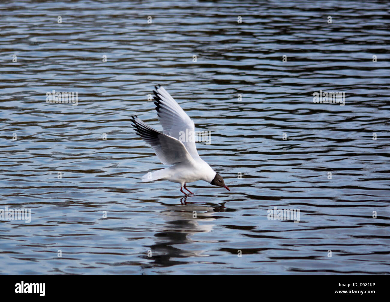 Black headed gull watching hi-res stock photography and images - Alamy