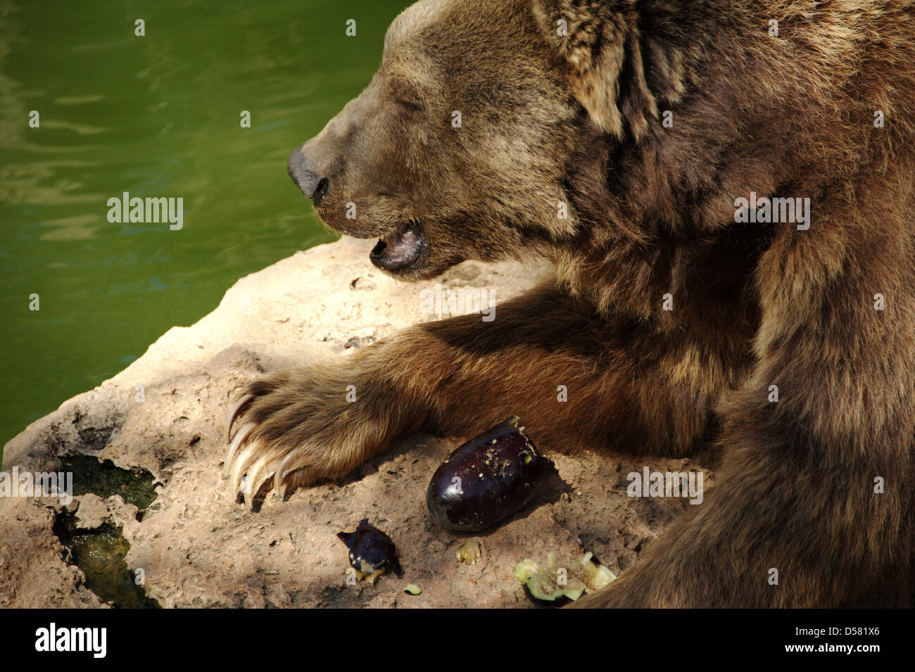 Caniforms hi-res stock photography and images - Alamy