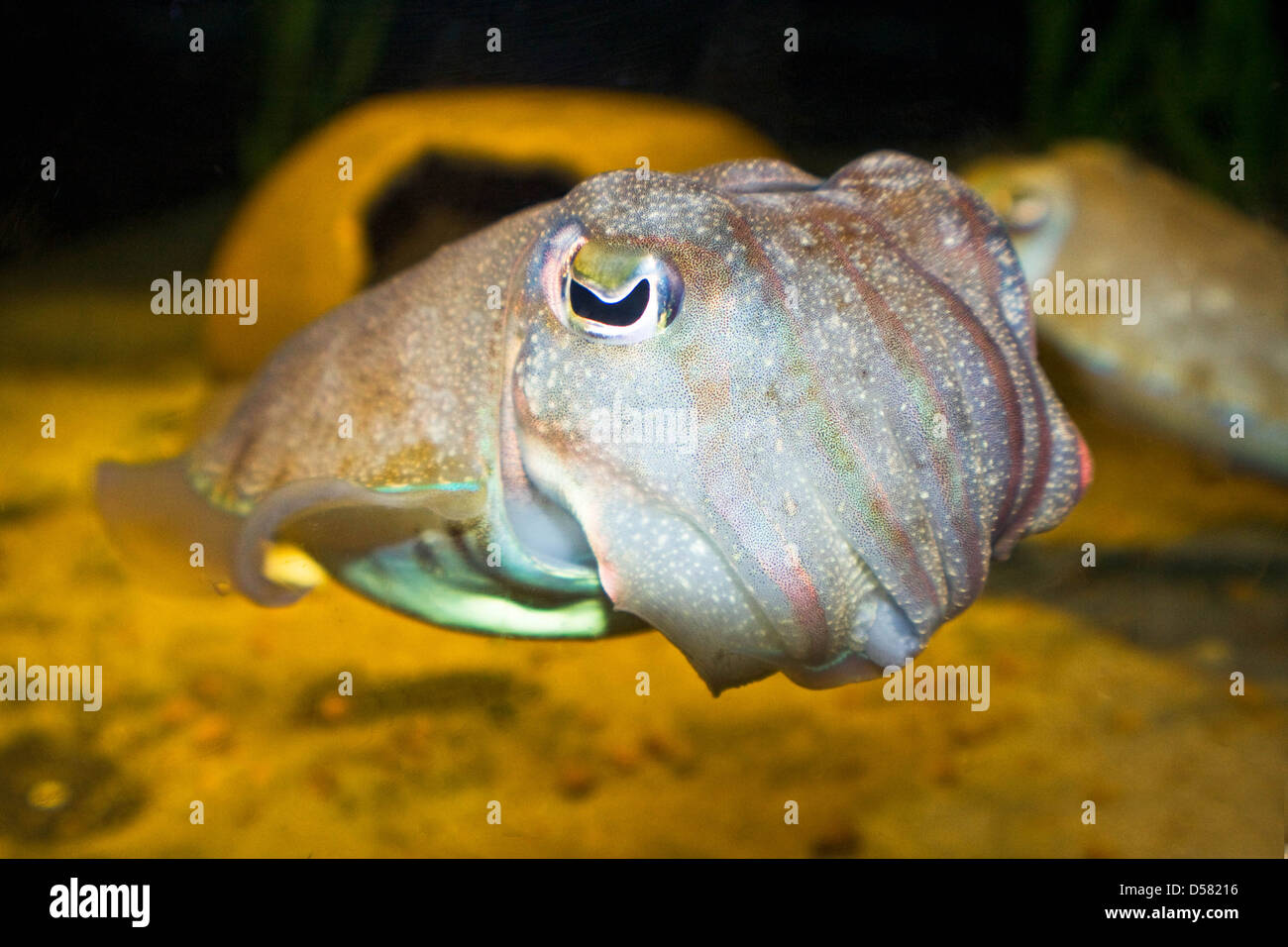 Cuddle fish hi-res stock photography and images - Alamy