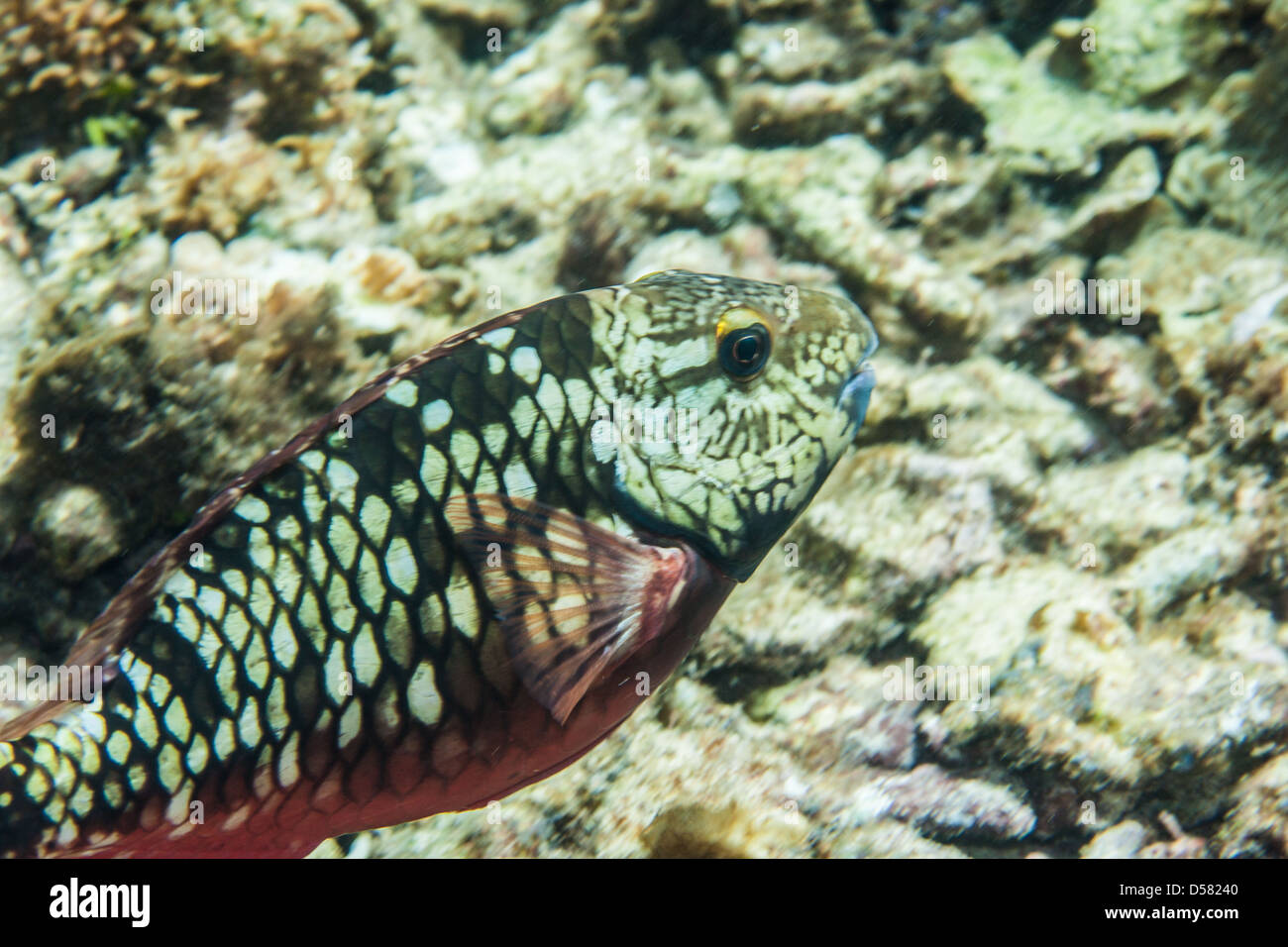 Roatan honduras fish hi-res stock photography and images - Alamy
