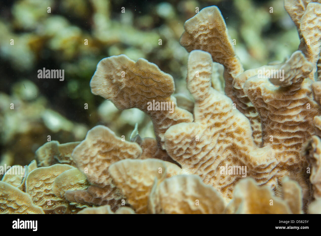 Roatan honduras fish hi-res stock photography and images - Alamy