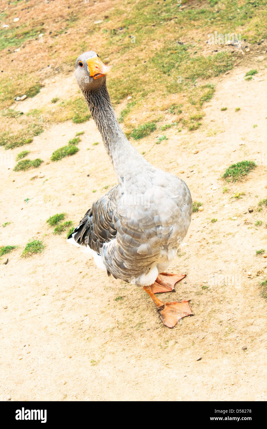 Poultry farm goose hi-res stock photography and images - Alamy
