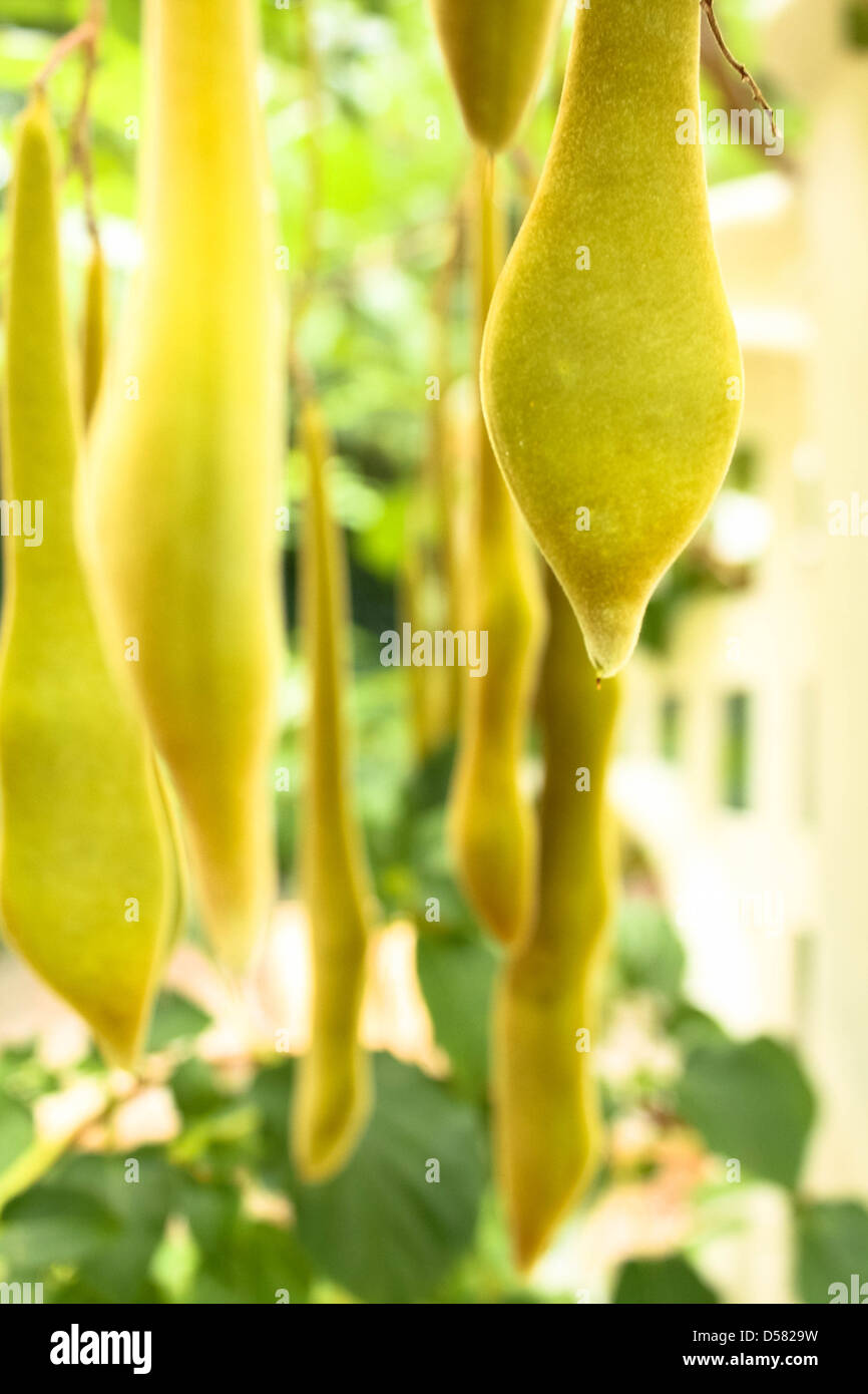 Wisteria pods hi-res stock photography and images - Alamy