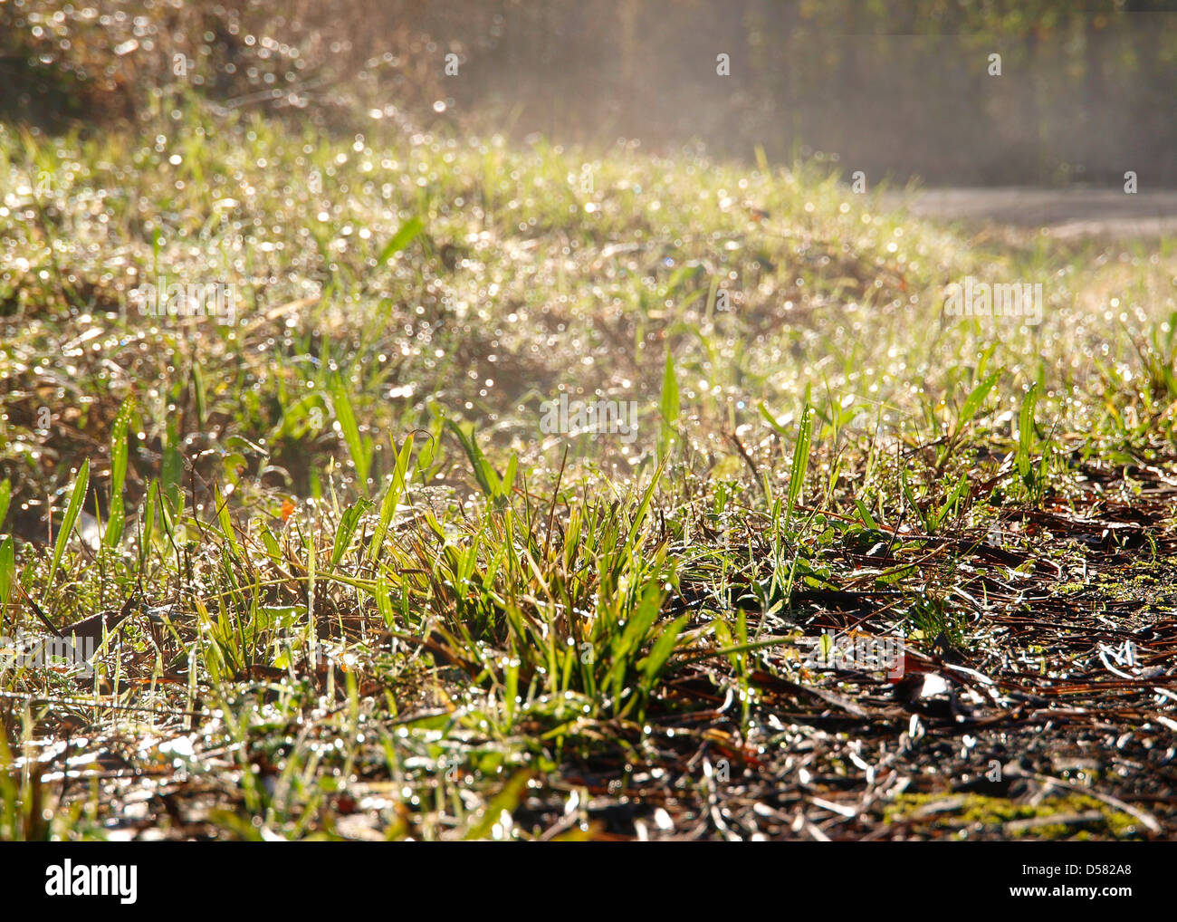 grass with vapor in a sunny morning Stock Photo - Alamy