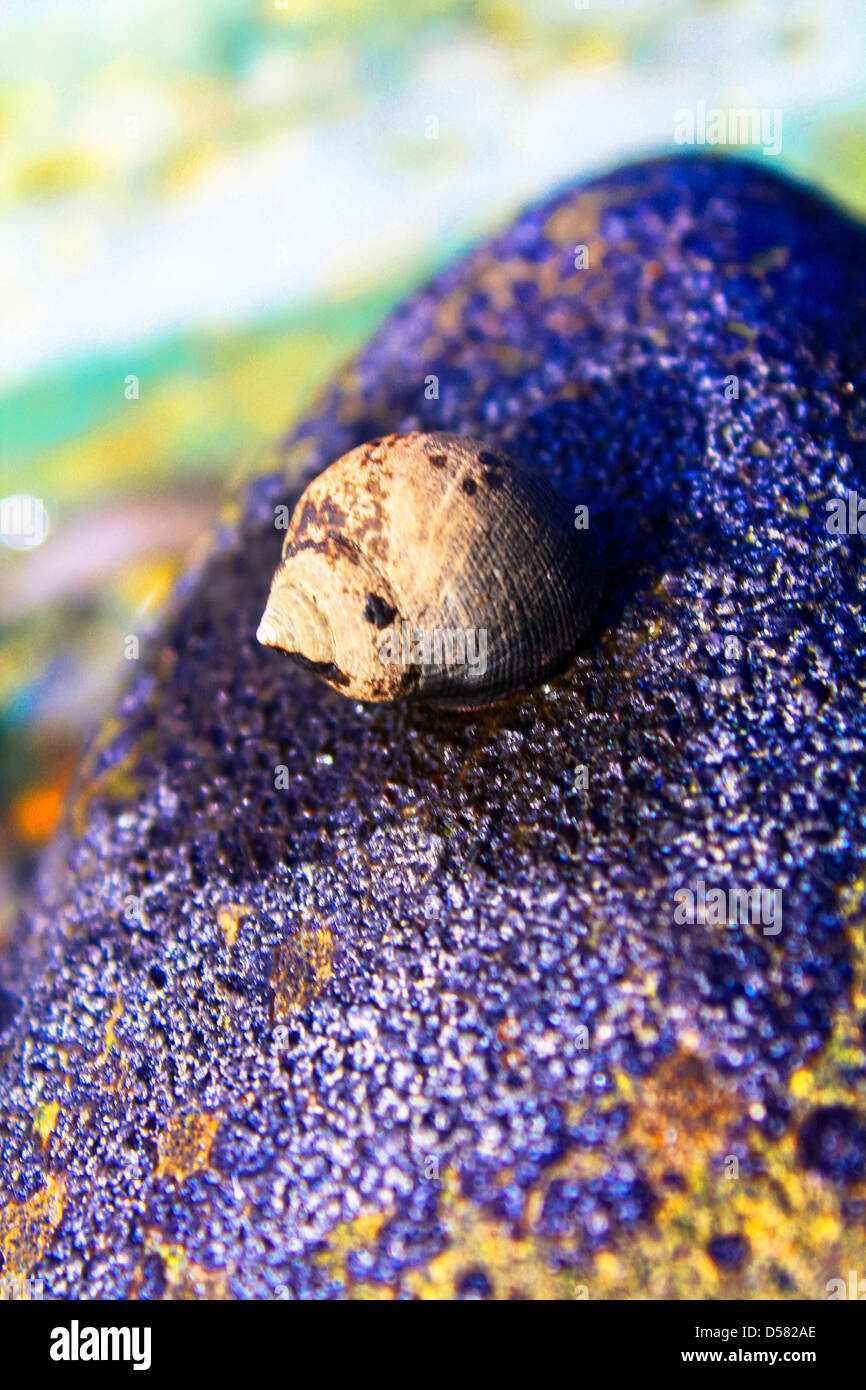 Shell on Rock Stock Photo - Alamy