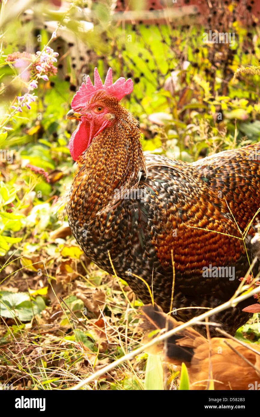 Chicken in Field Stock Photo - Alamy