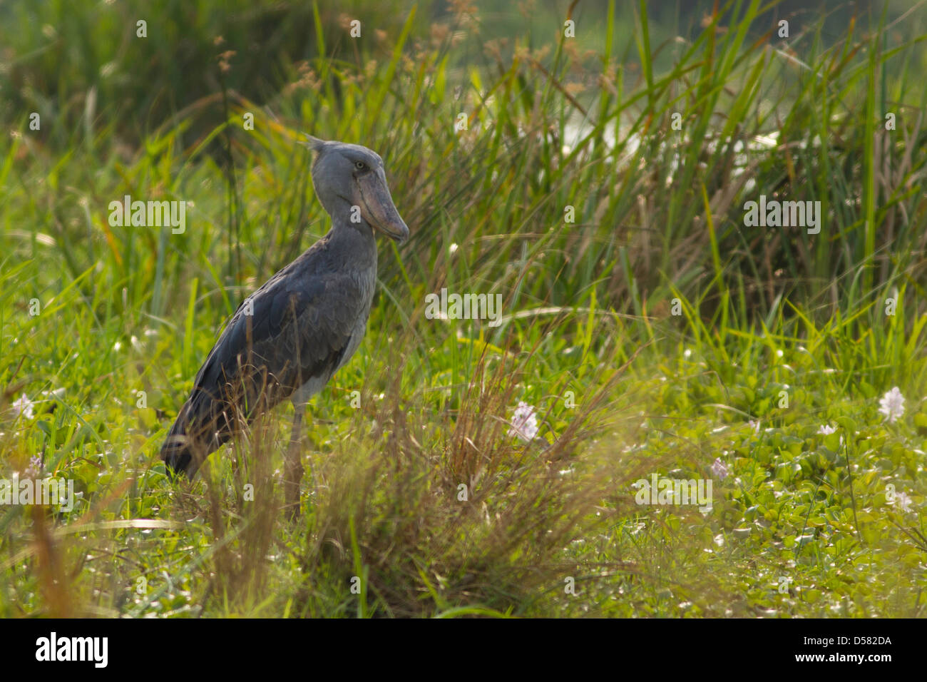 Shoebill stork hi-res stock photography and images - Alamy