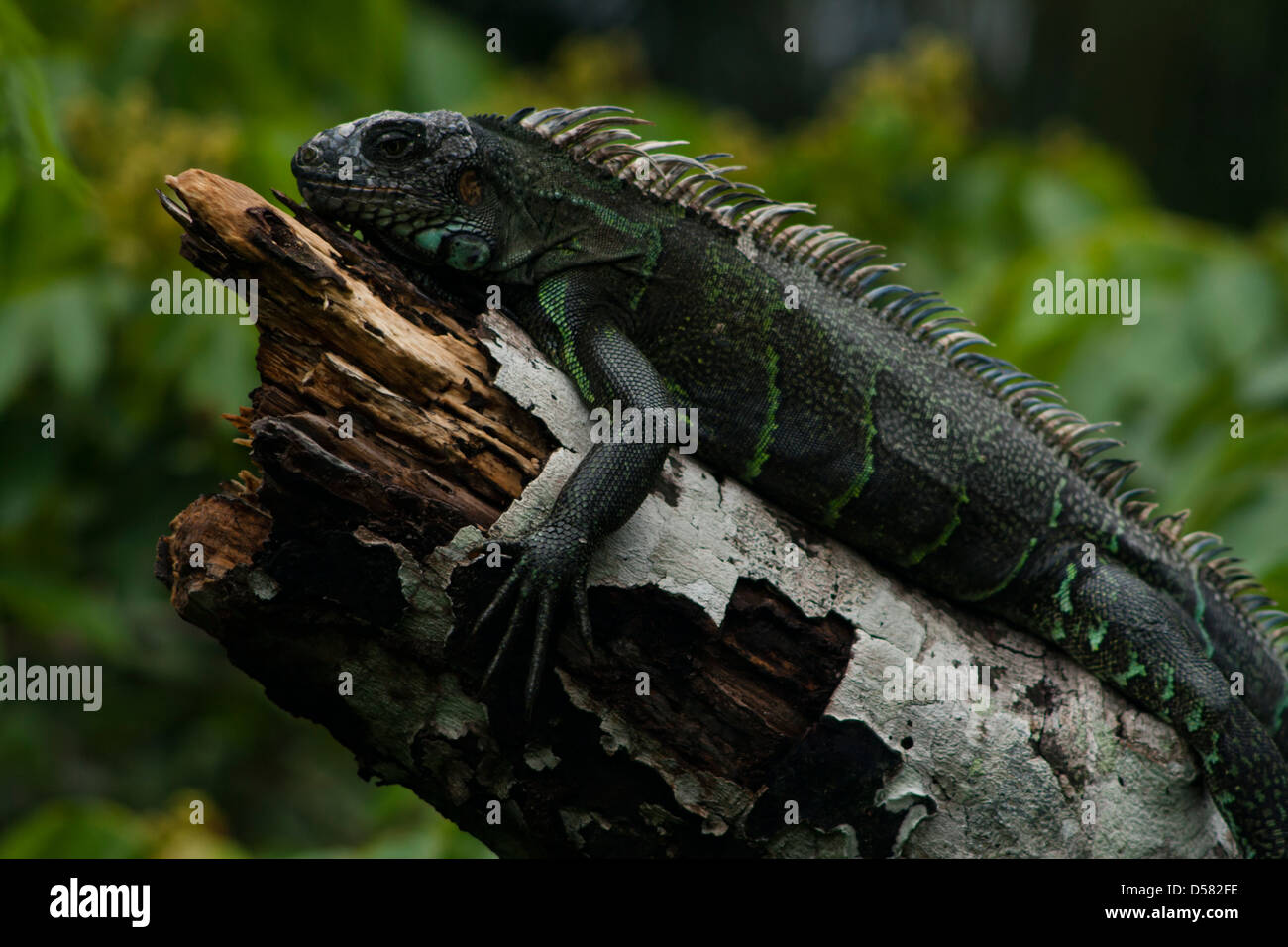 Iguana lizard in Anavilhanas protected area, amazon forest, Amazonas ...
