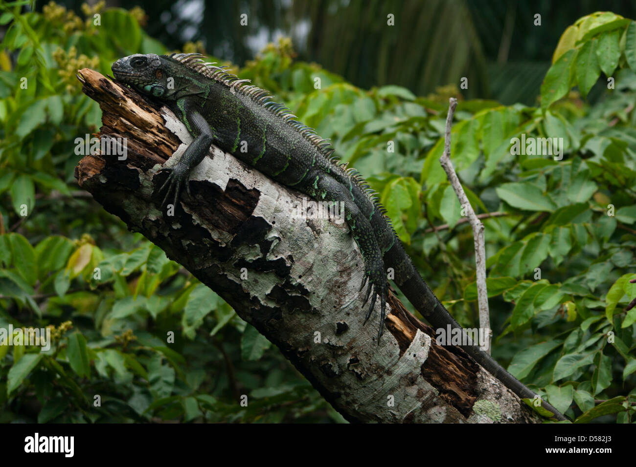 Iguana lizard in Anavilhanas protected area, amazon forest, Amazonas ...