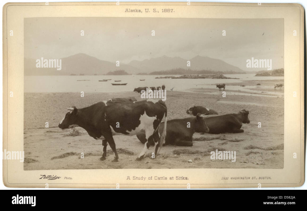 This image captures a scene of cattle at Sitka, Alaska, offering a ...