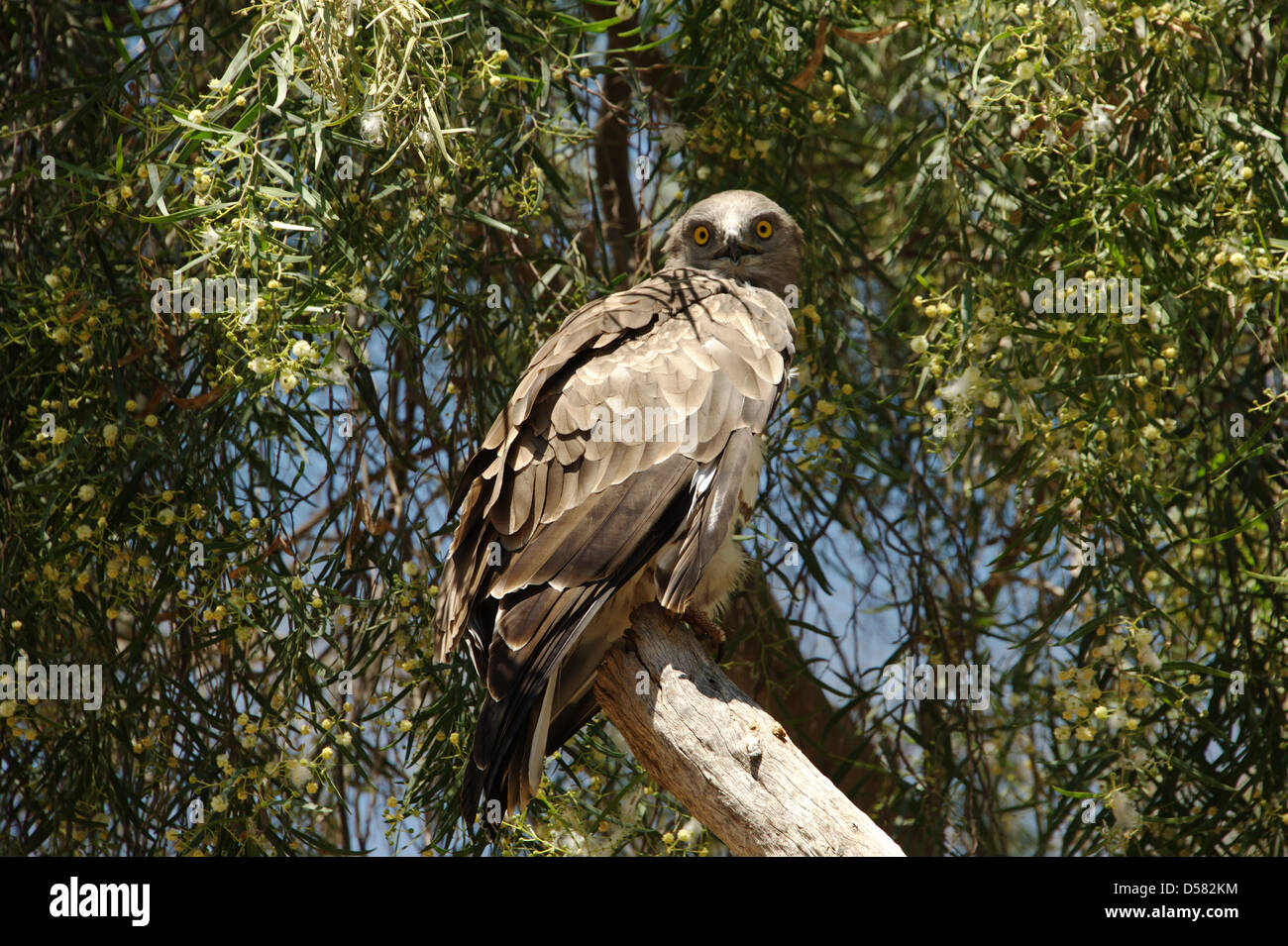 owl stand in tree Stock Photo - Alamy