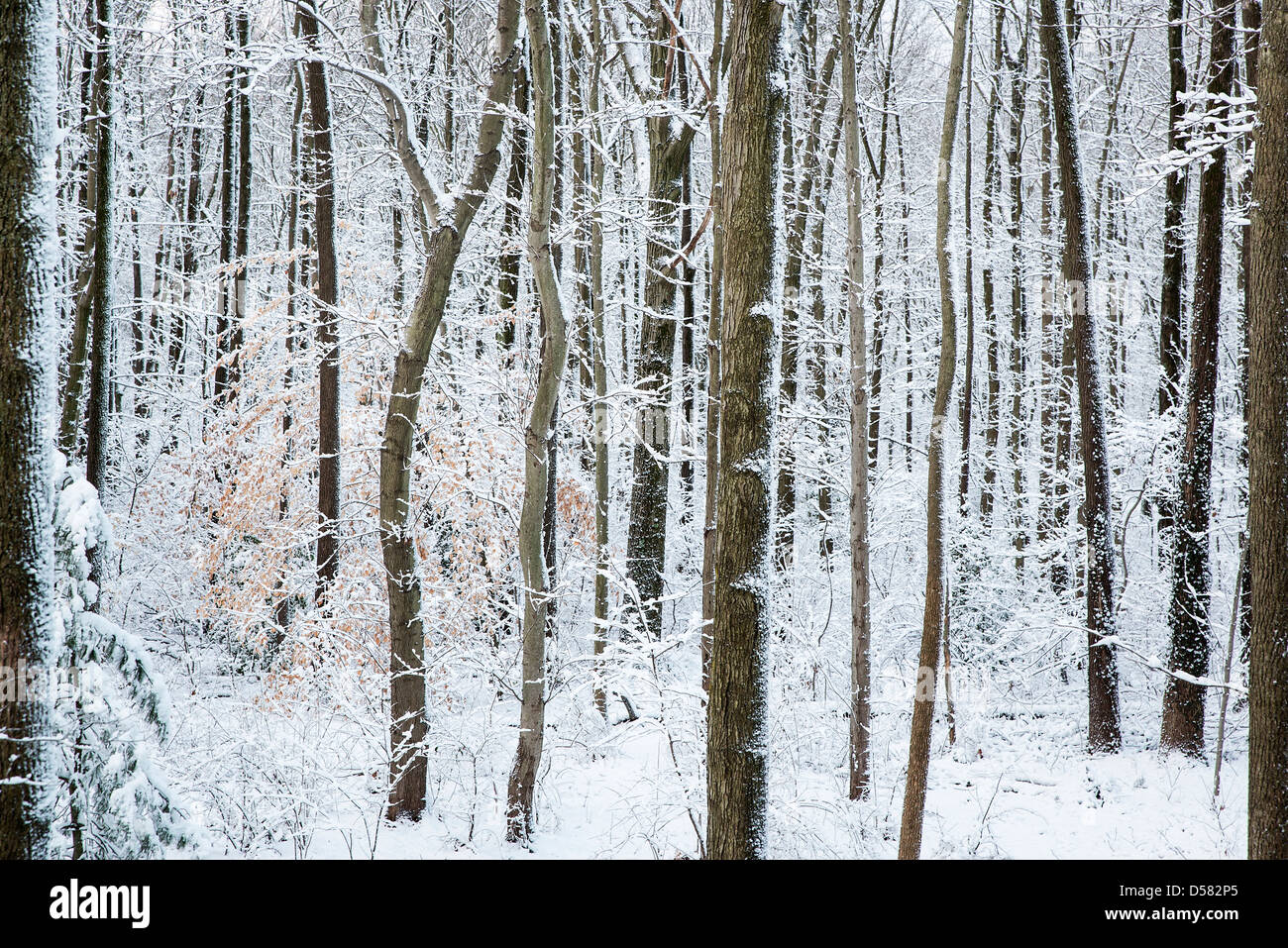 Tree Laden Snow High Resolution Stock Photography and Images - Alamy