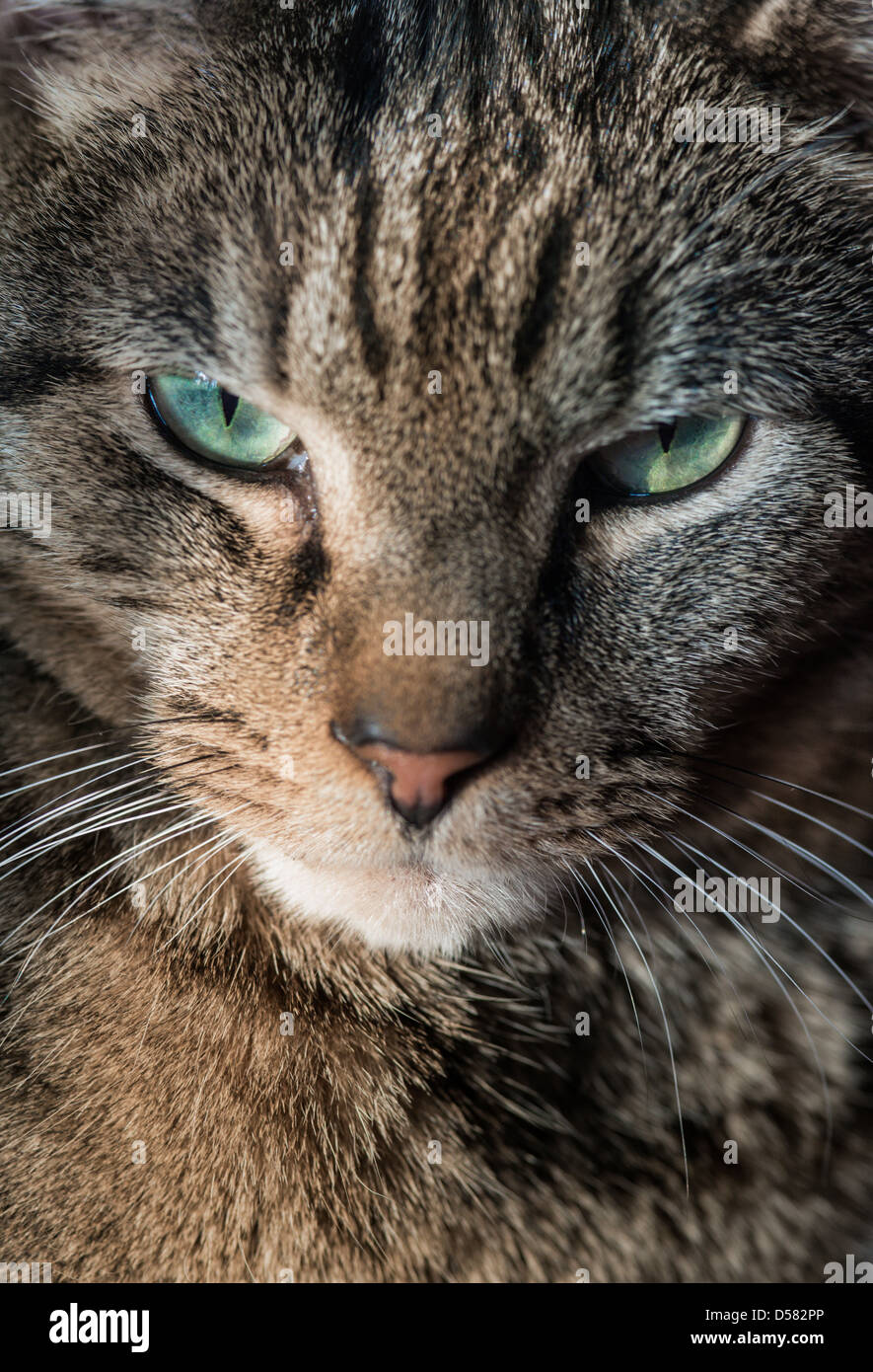 Tabby cat green eyes close hi-res stock photography and images - Alamy