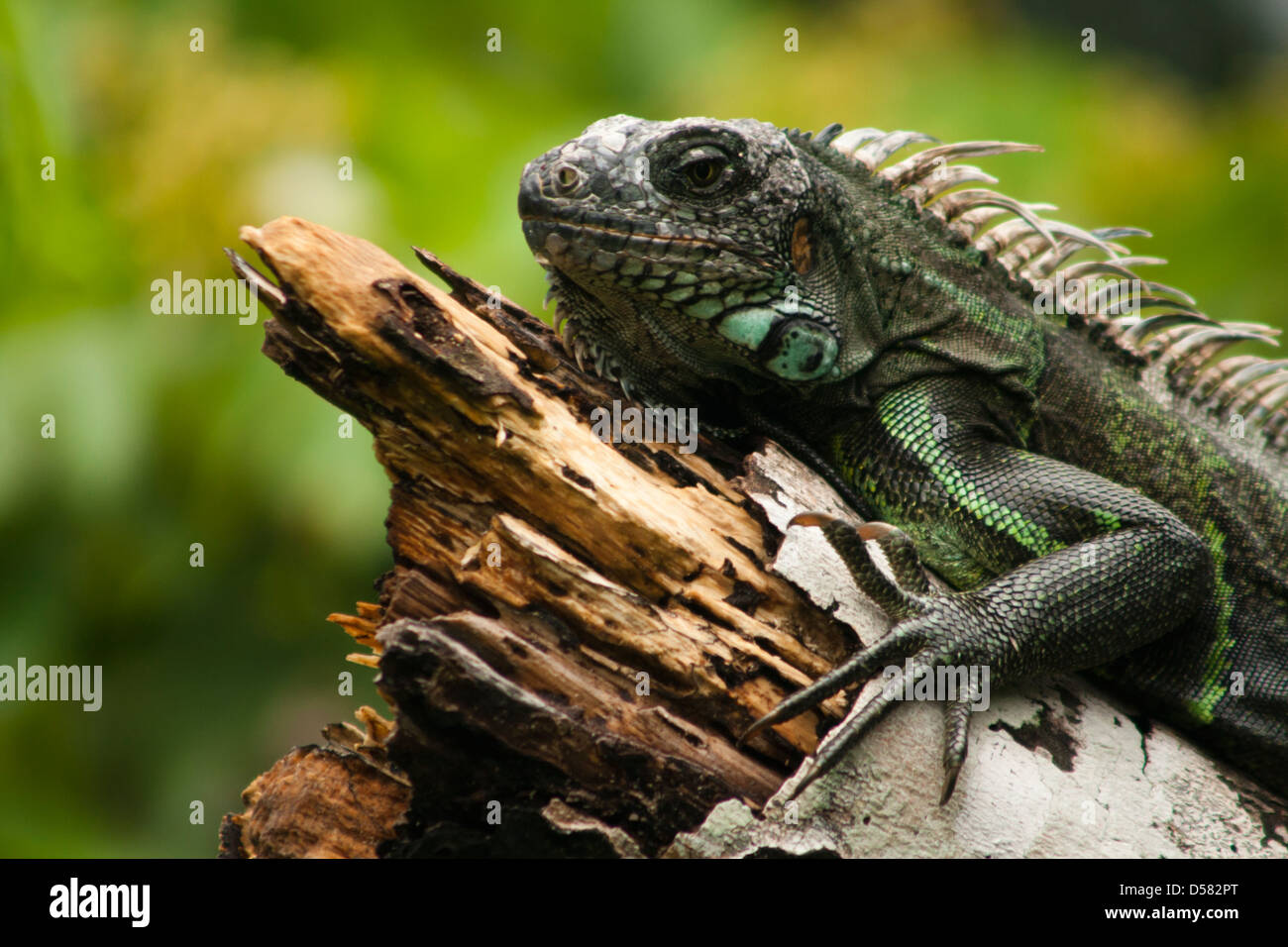Iguana lizard in Anavilhanas protected area, amazon forest, Amazonas ...