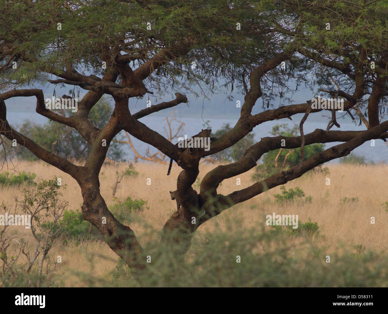 Adult female leopard (Panthera pardus) with sub-adult cub in tree Stock ...