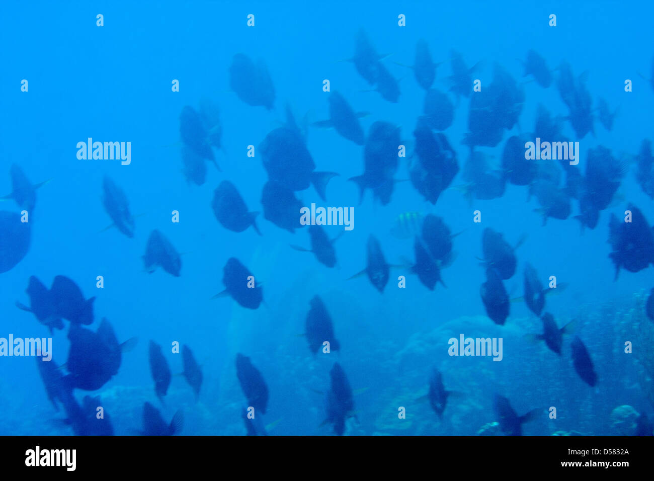 Roatan honduras fish hi-res stock photography and images - Alamy