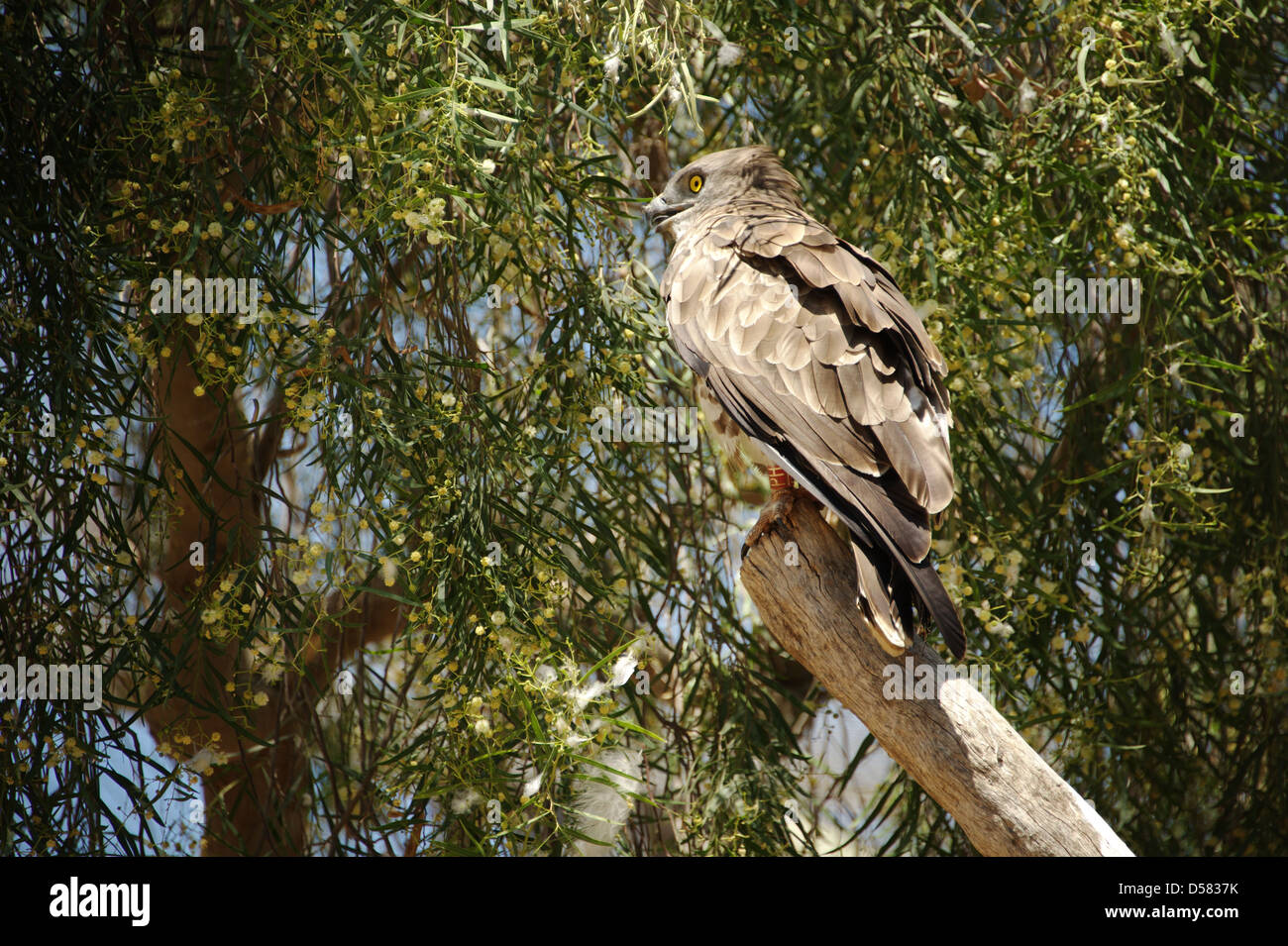 owl stand in tree Stock Photo - Alamy