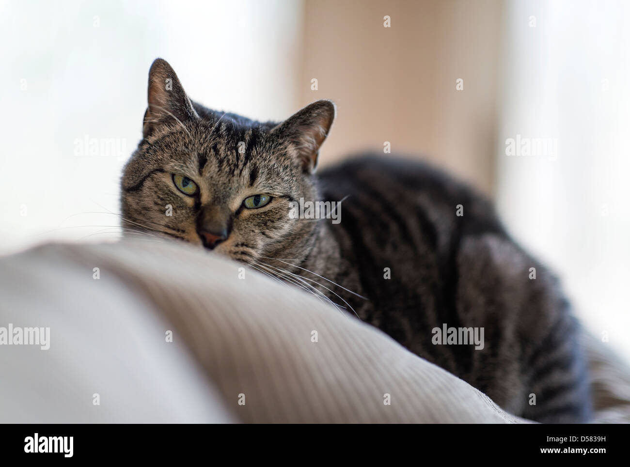 Tabby cat portrait Stock Photo - Alamy