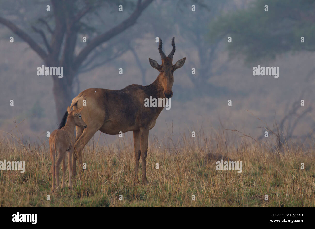 Female Jackson's Hartebeest (Alcelaphus buselaphus lelwel) with calf ...
