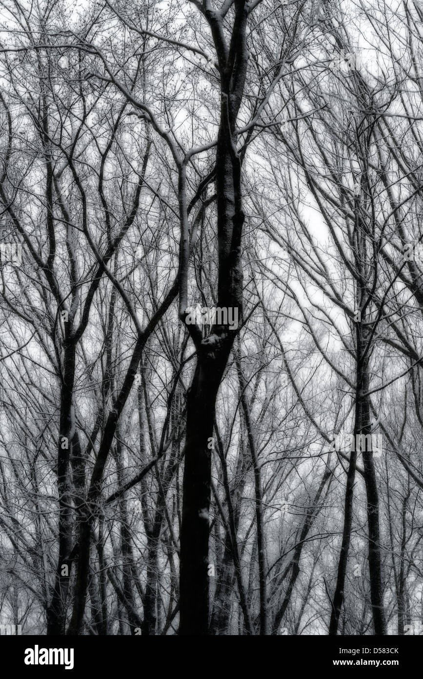 Snow laden forest trees Stock Photo - Alamy