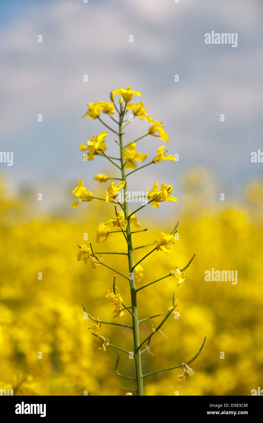 Kleka, Poland, Rapsbluete Stock Photo - Alamy