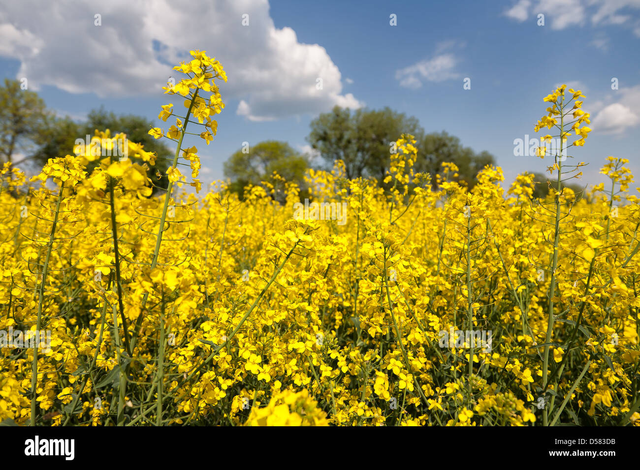 Kleka, Poland, Rapsbluete Stock Photo - Alamy