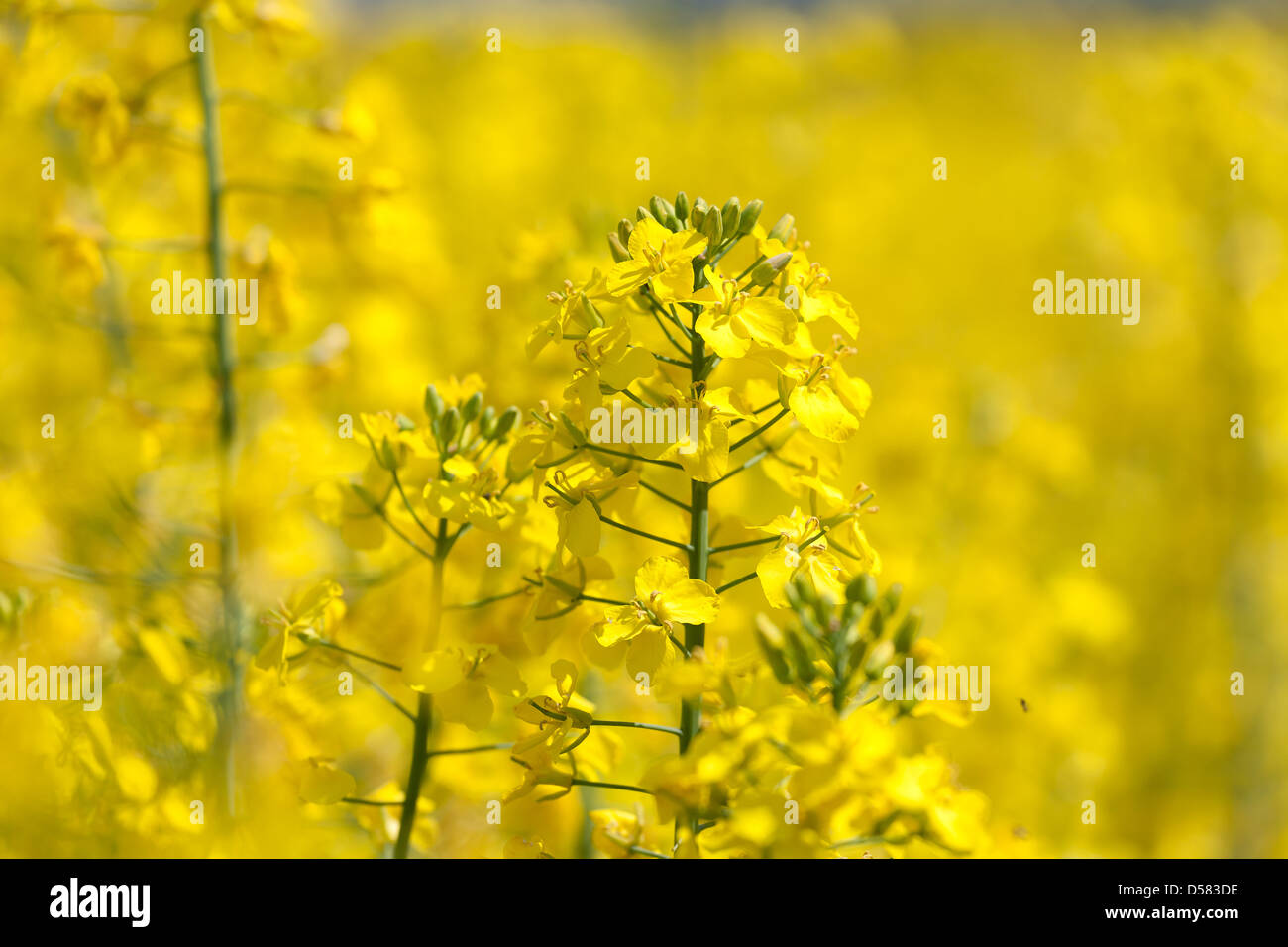 Kleka, Poland, Rapsbluete Stock Photo - Alamy