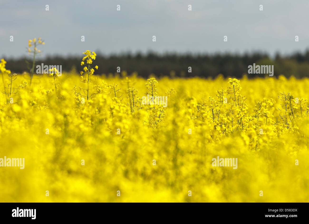 Kleka, Poland, Rapsbluete Stock Photo - Alamy