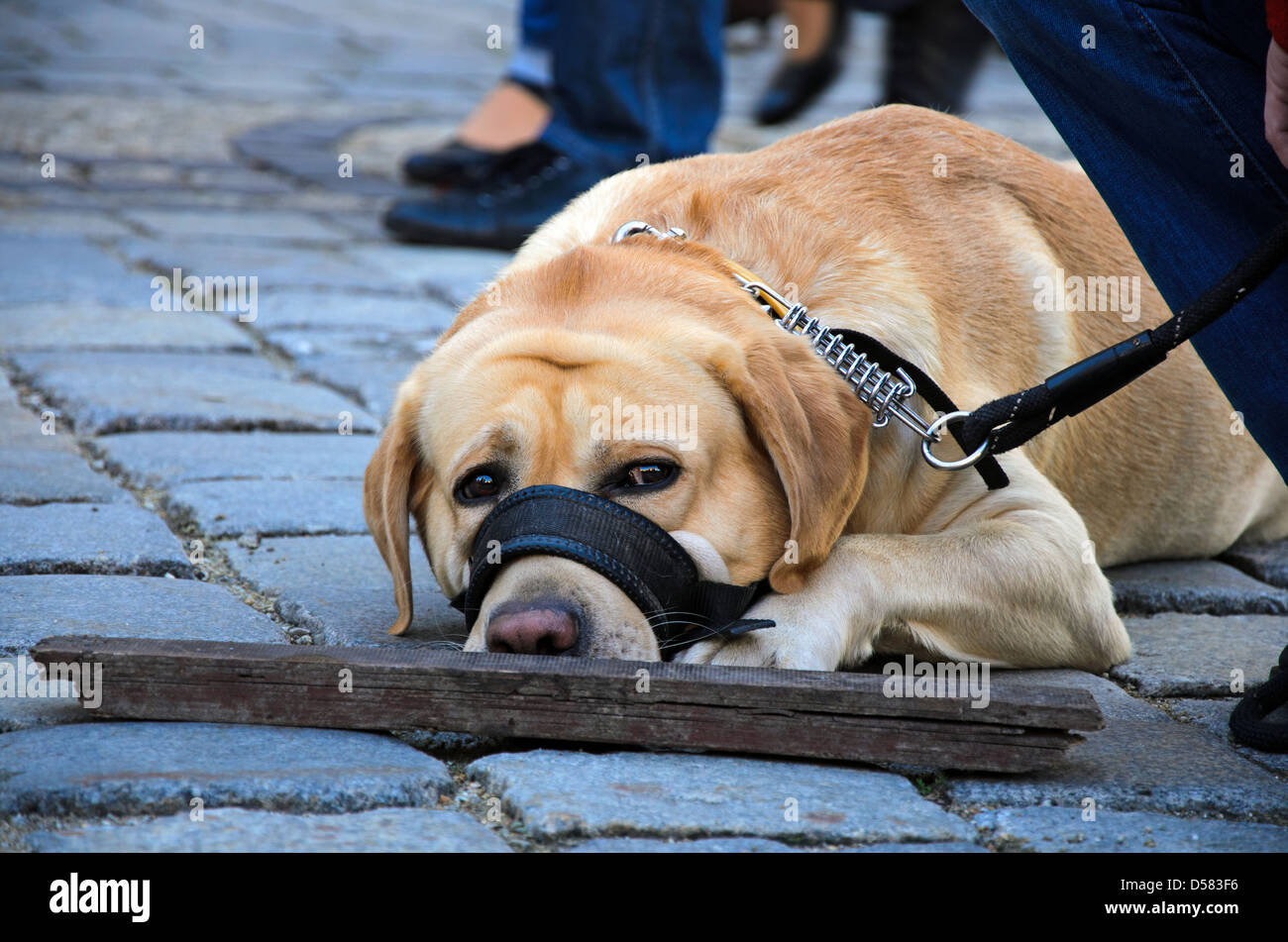 Photo of dog lying on the ground Stock Photo - Alamy