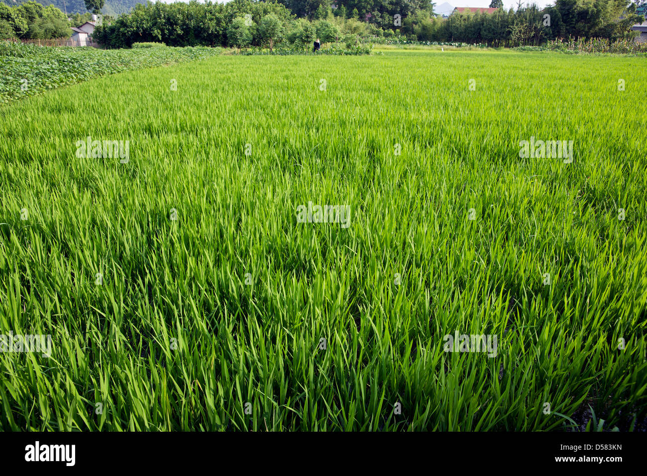 Chinese farmer working on his crop deep into a field Stock Photo - Alamy