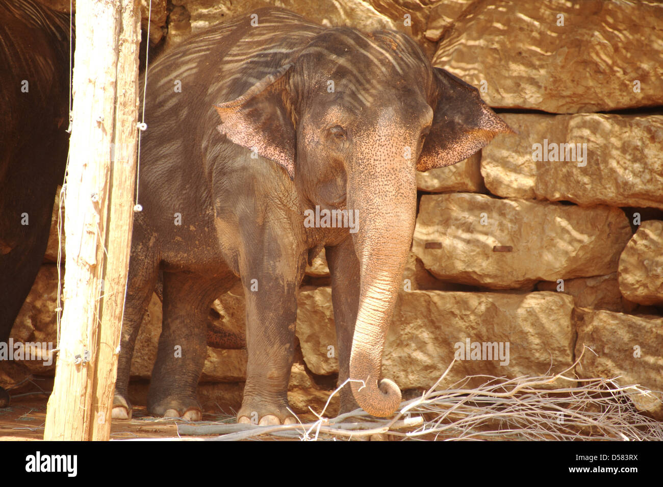 Ivory goat hi-res stock photography and images - Alamy