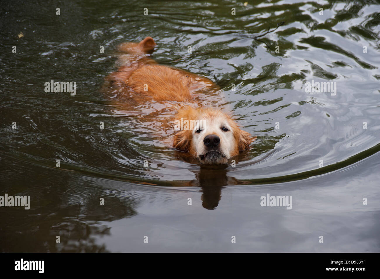 Golden retriever swimming hi-res stock photography and images - Alamy