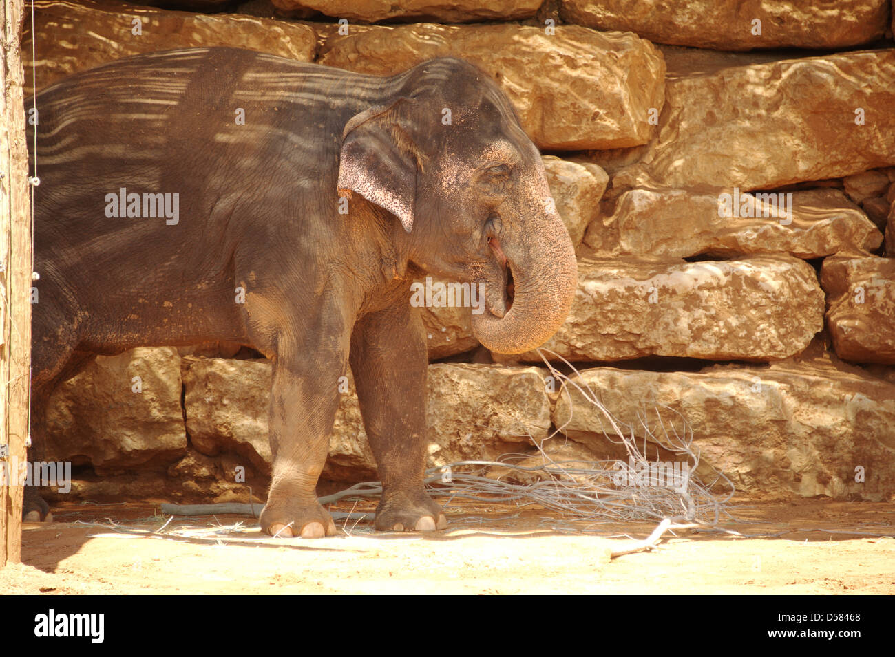 elephant zoo trunk Stock Photo - Alamy