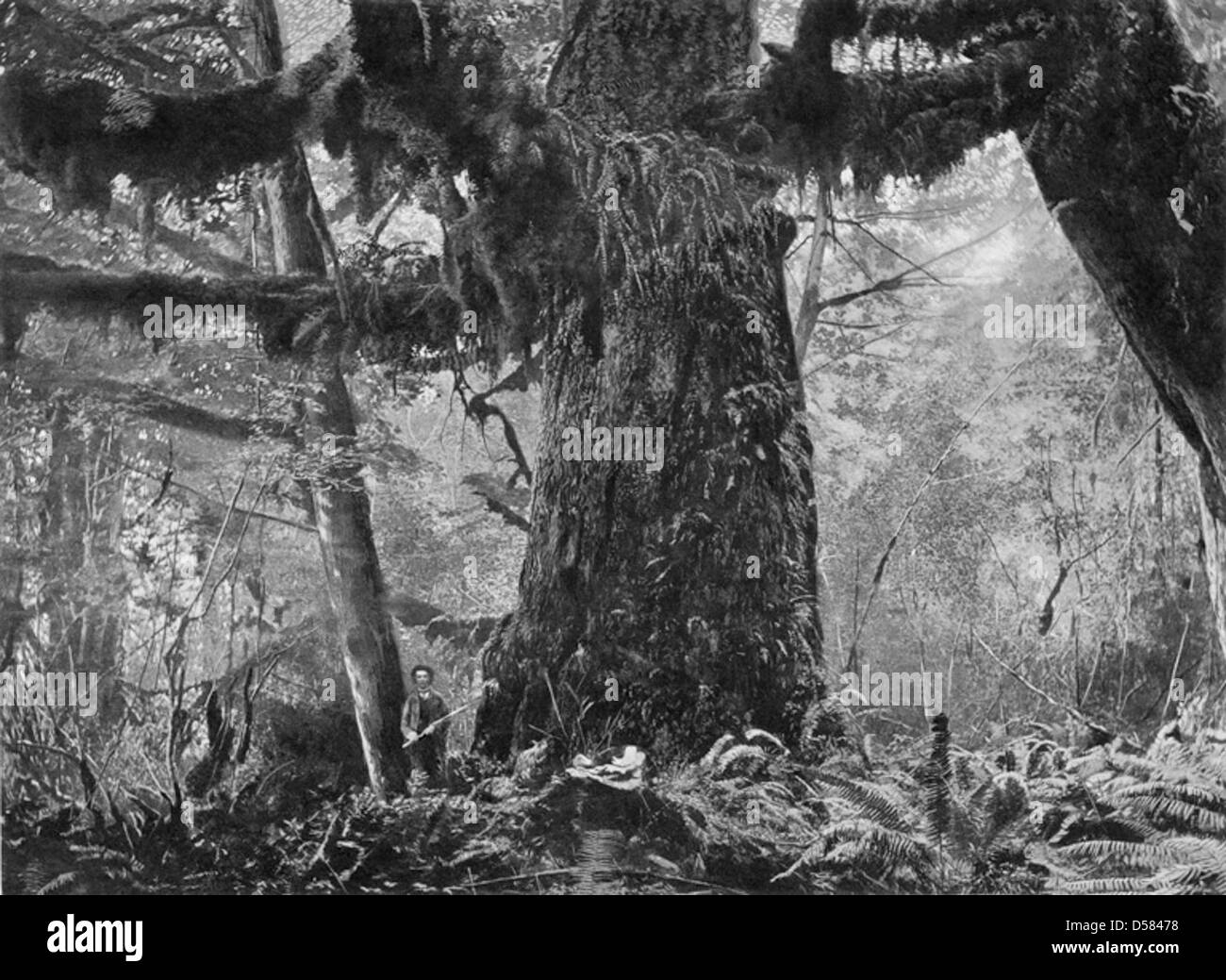 Giant trees stanley park vancouver hi-res stock photography and images ...