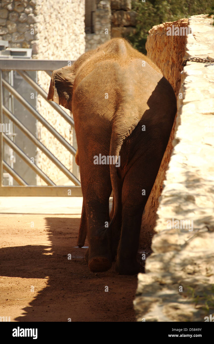 elephant tail zoo Stock Photo - Alamy