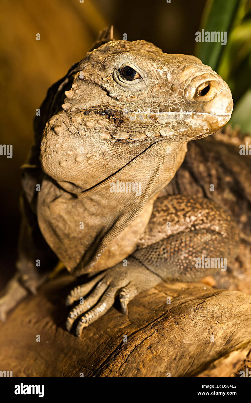 Cuban iguana cyclura nubila hi-res stock photography and images - Alamy