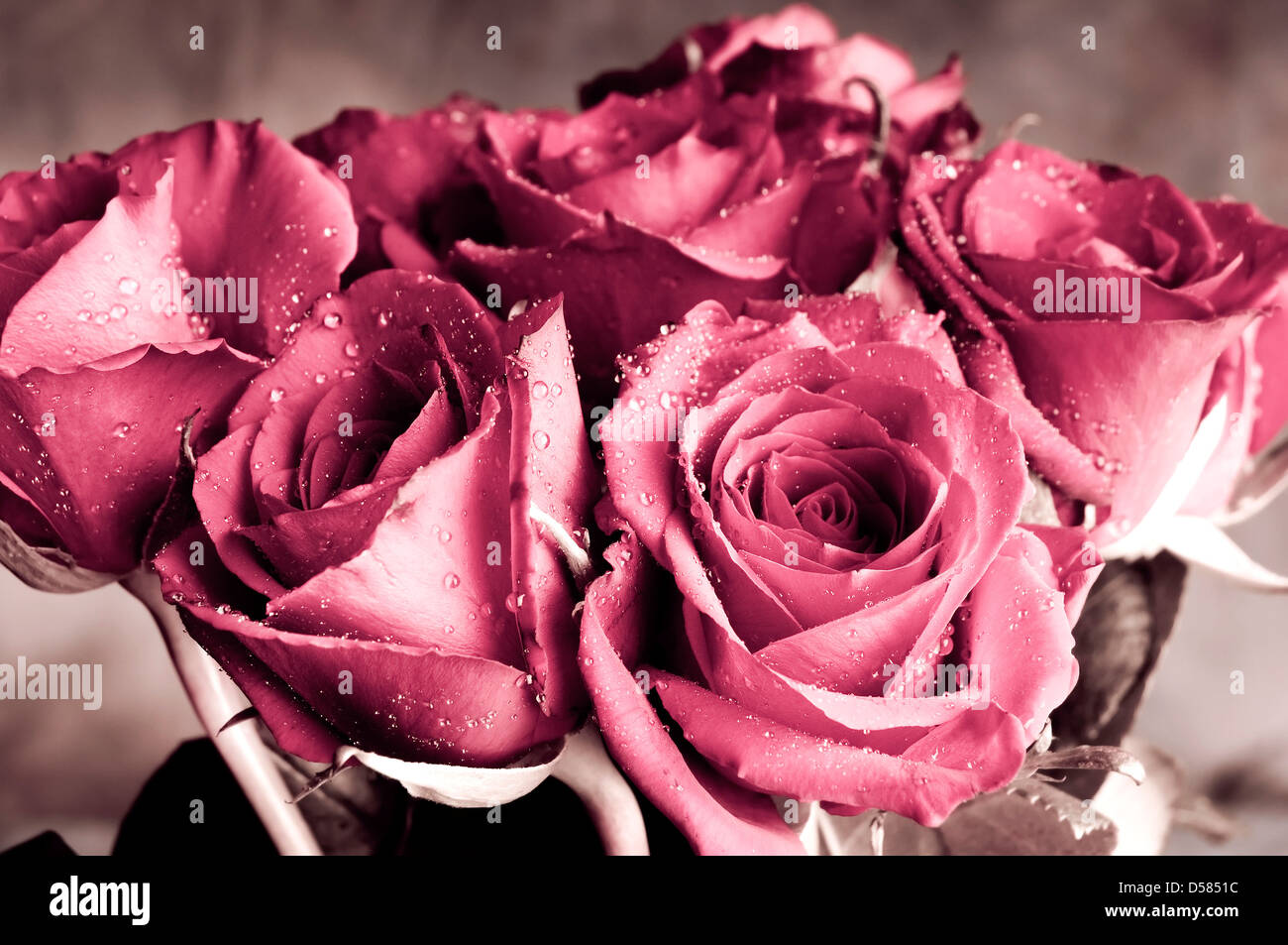 bunch of pink roses Stock Photo - Alamy