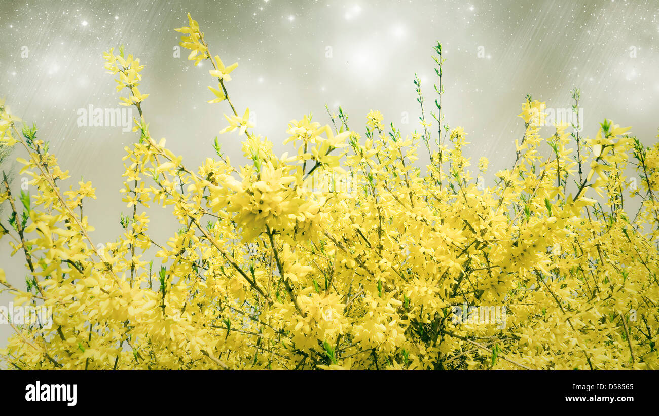 forsythia flower plant, concept for magic spring Stock Photo - Alamy