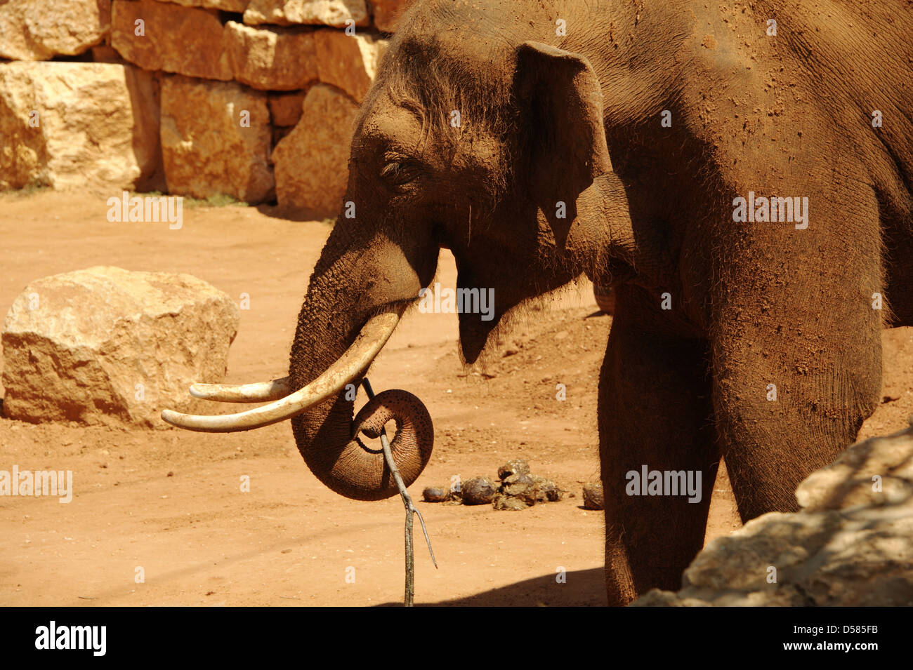 elephant zoo eat Stock Photo - Alamy