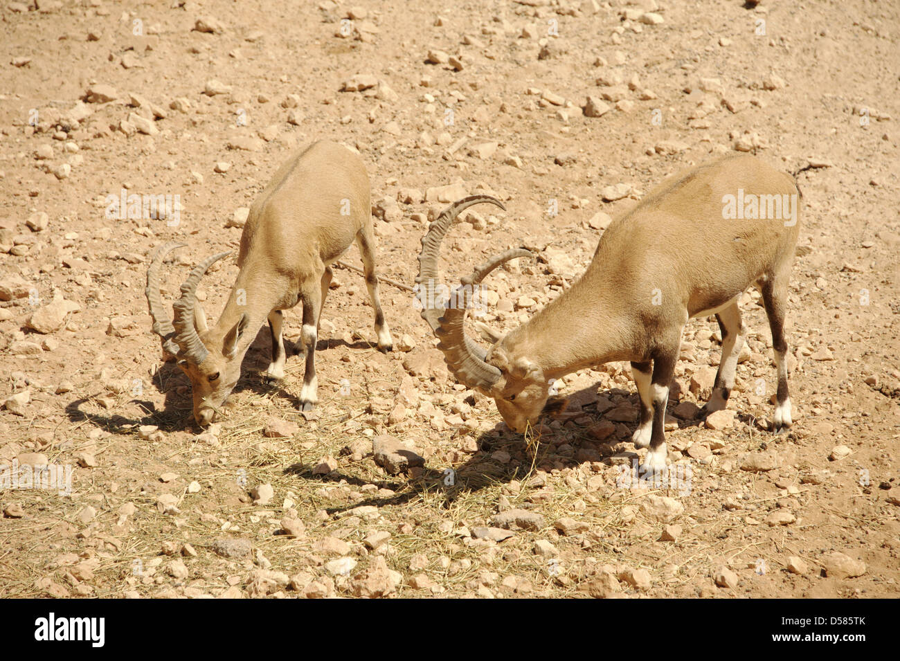 ibex mountain goat Stock Photo - Alamy