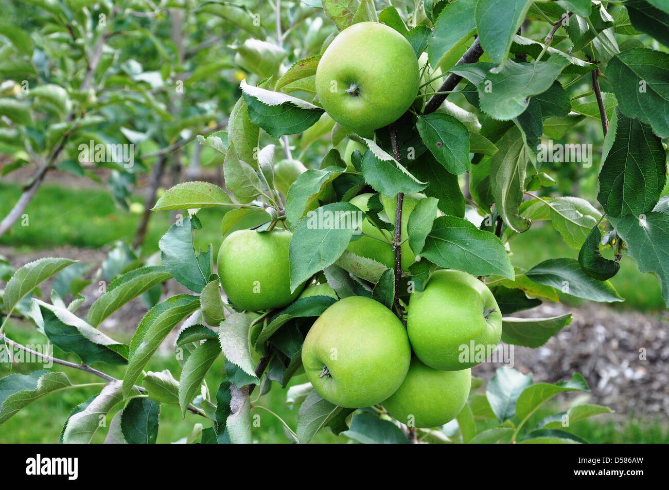 Fresh apples ready to pick Stock Photo - Alamy